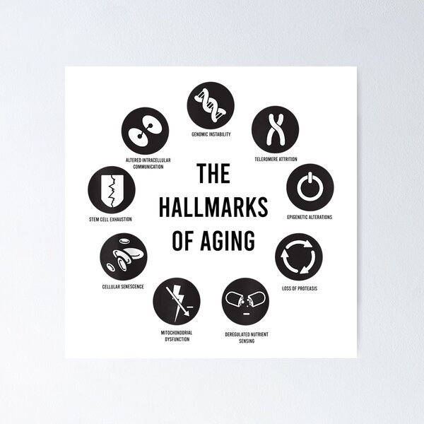 "9 Hallmarks Of Aging Longevity Senescence" Poster for Sale by ...