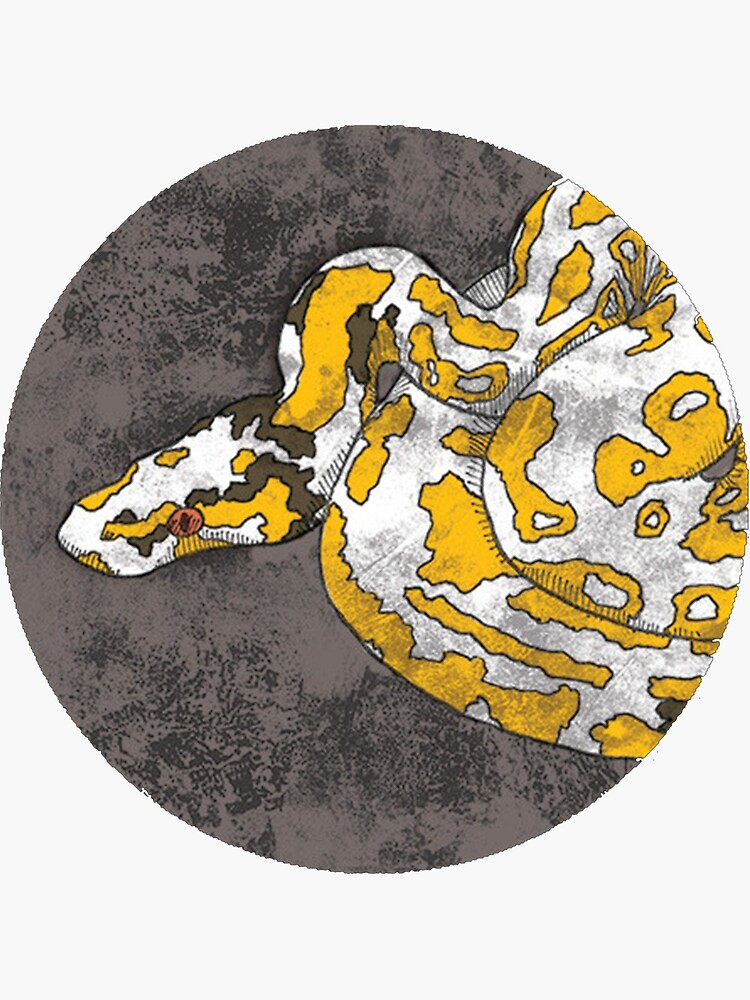 "Albino Ball Python" Sticker by HHillustrations | Redbubble