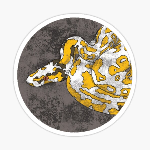 "Albino Ball Python" Sticker by HHillustrations | Redbubble