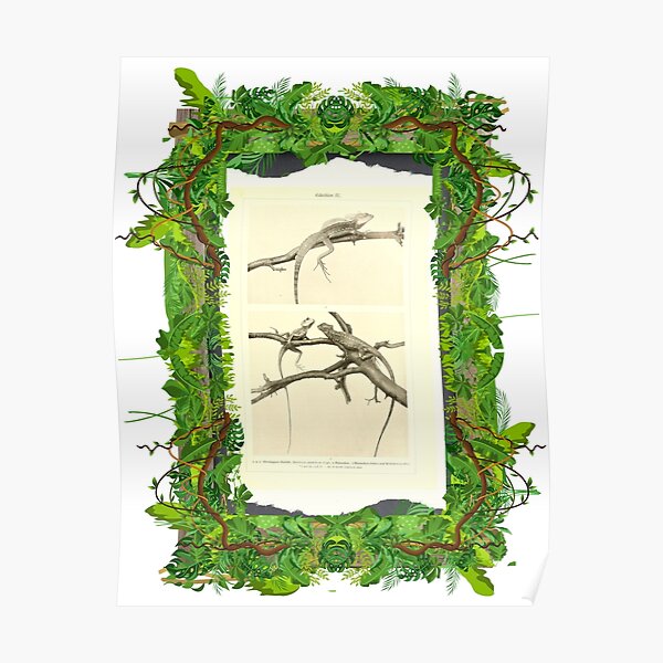 "Zoological board "Basilisk Lizards"." Poster for Sale by AdvanceDesign ...