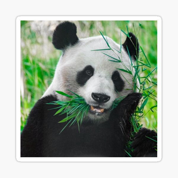 "Smiling Panda Eating Bamboo" Sticker for Sale by LeeCarman | Redbubble