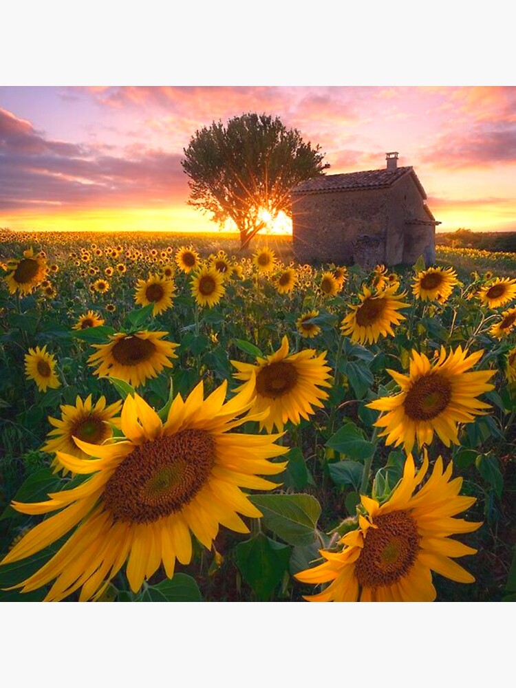 "Sunflower unique design" Sticker by Zoya518 | Redbubble