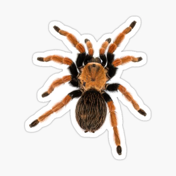 "mexican red legged tarantula" Sticker for Sale by inspireddezigne ...