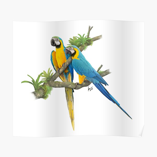 Macaws Posters | Redbubble