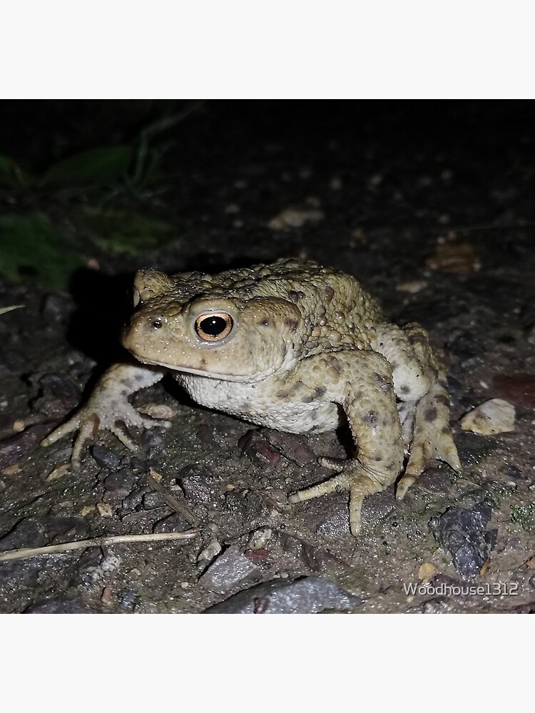 "Night Toad" Sticker for Sale by Woodhouse1312 | Redbubble
