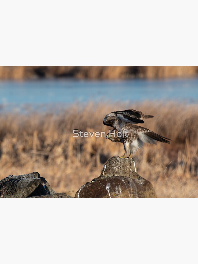 "Red-tailed Hawk stretching wings over back " Sticker for Sale by ...