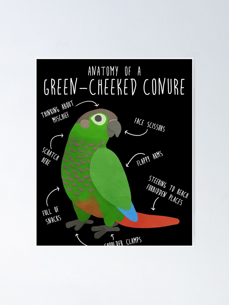 Avian Anatomy Poster