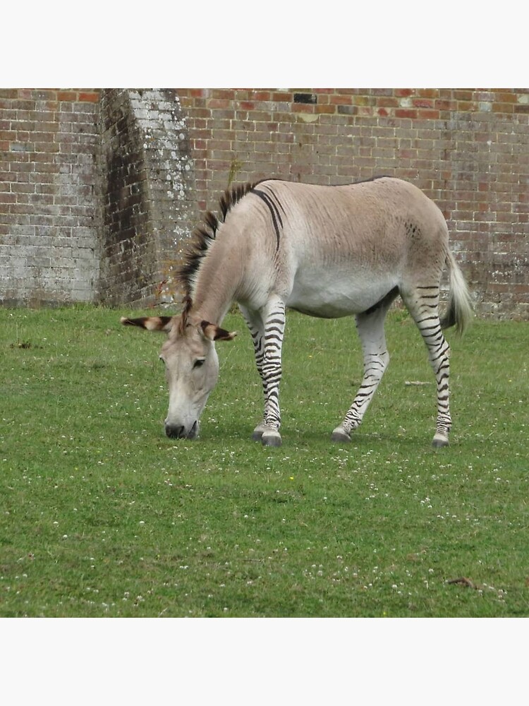 Póster «Zeedonk caminando (Cruce entre una cebra y un burro)» de ...