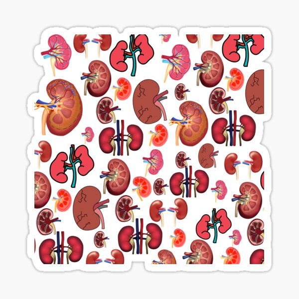 "Kidneys" Sticker for Sale by Designs24U | Redbubble