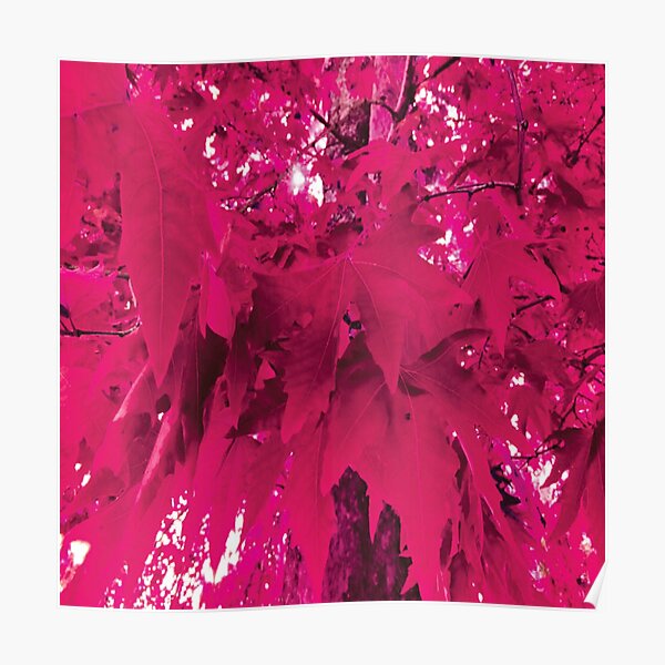 Póster «textura de hojas de color rosa rojizo» de Abharan | Redbubble