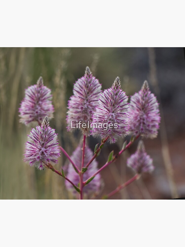 "Mulla Mulla - Western Australian wildflower" Poster by LifeImages ...