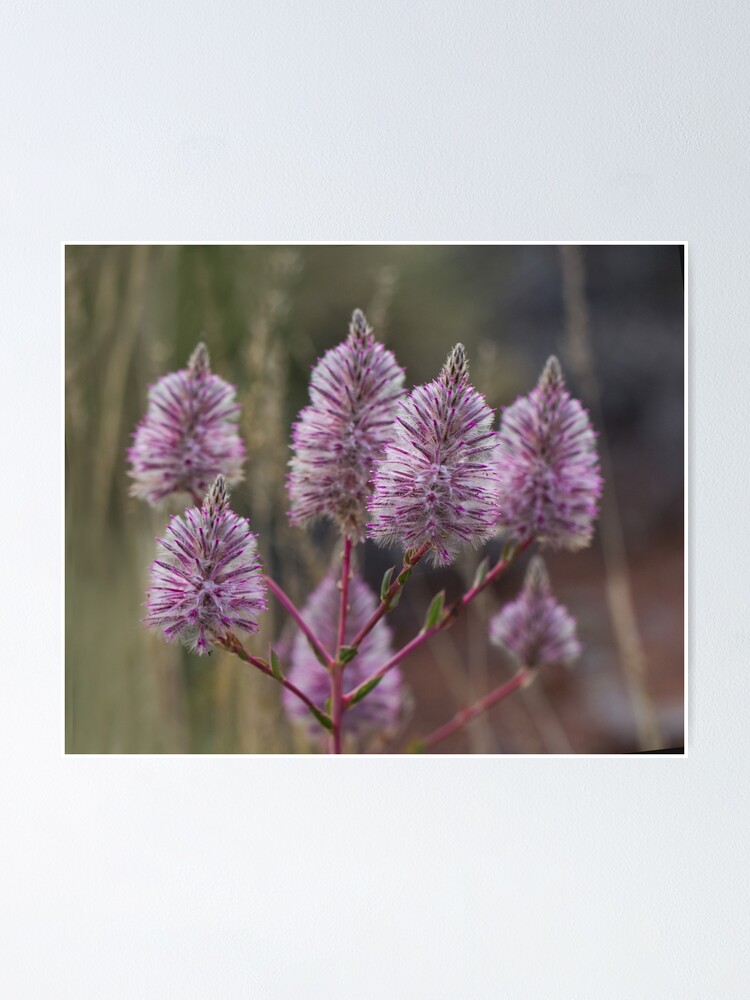 "Mulla Mulla - Western Australian wildflower" Poster by LifeImages ...