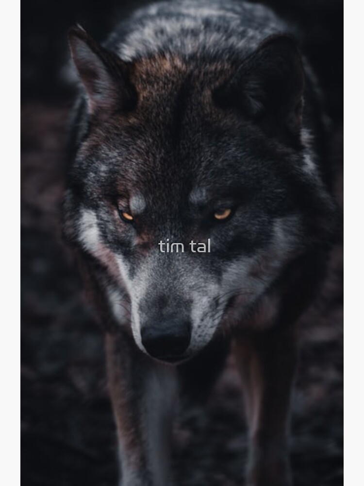 "black wolf" Sticker for Sale by Jtaliaa | Redbubble
