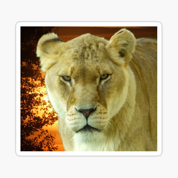 "A Gorgeous African Lioness" Sticker for Sale by 23rdjuly1960 | Redbubble