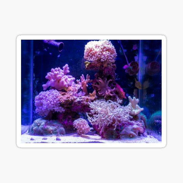 "Multi-colored corals in aquarium" Sticker for Sale by lena-maximova ...