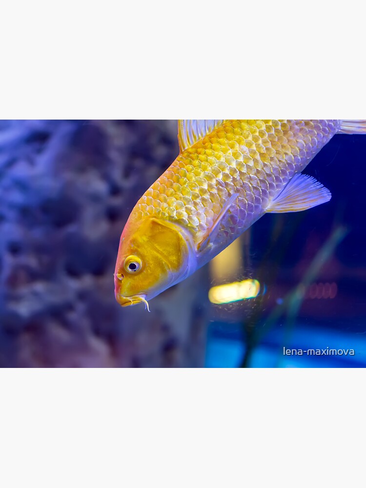 "Golden yellow Ogon Koi carp fish" Sticker by lena-maximova | Redbubble