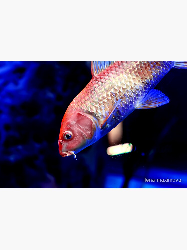 "Golden yellow Ogon Koi carp fish" Sticker for Sale by lena-maximova ...