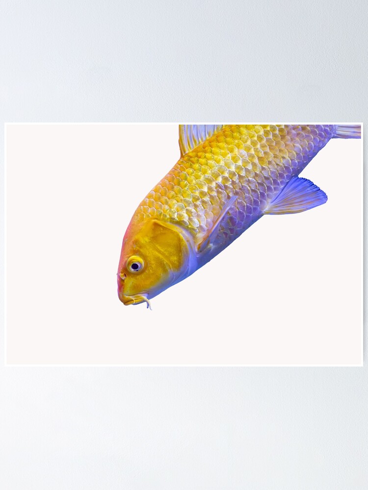 "Golden yellow Ogon Koi carp fish" Poster for Sale by lena-maximova ...
