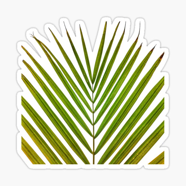 "Tropical Palm Leaf" Sticker for Sale by KathyGail | Redbubble
