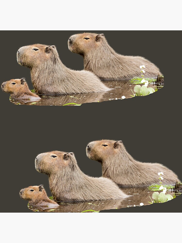 "5th Double Baby Chillin Family Capybara Stickers Package. Funny ...