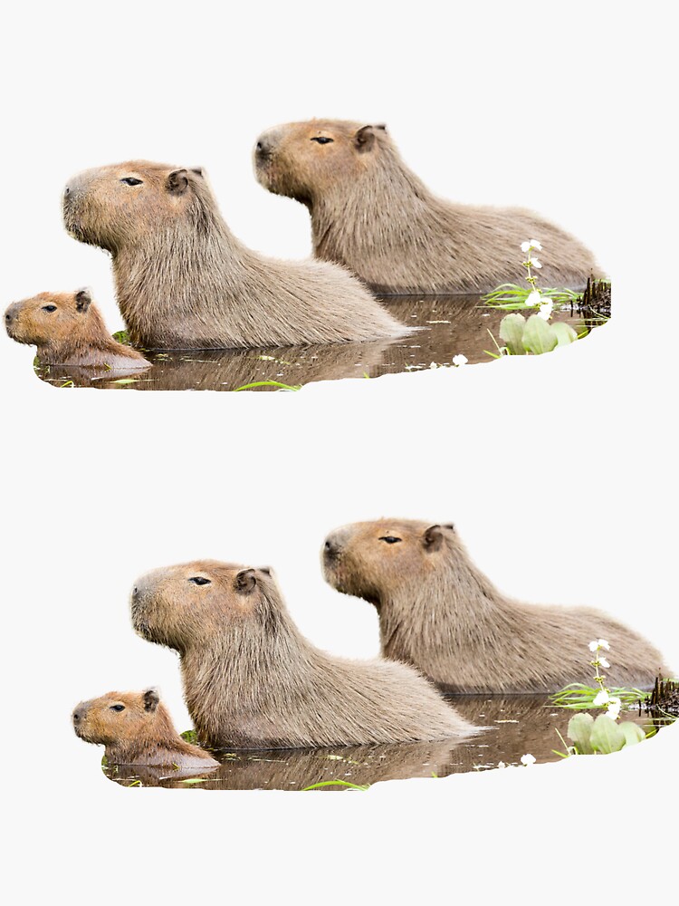 Pegatina «5to paquete de pegatinas de carpincho de la familia Double ...