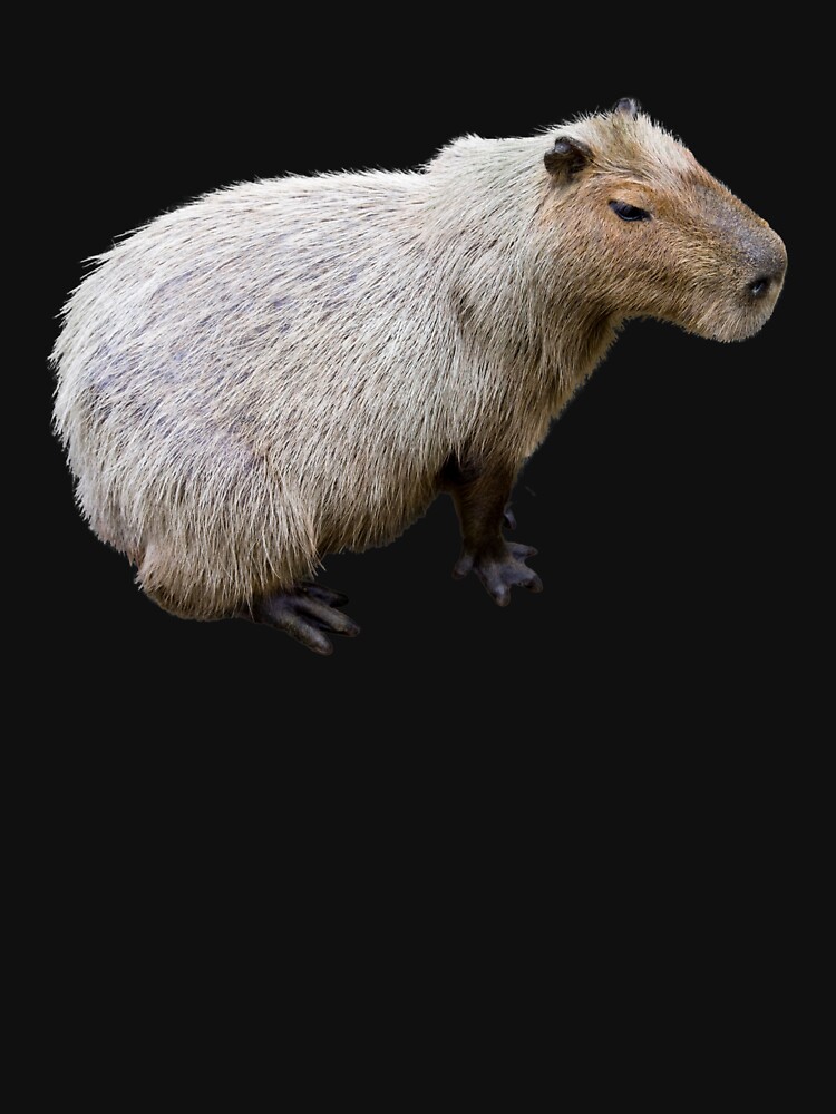 "6th Grey Sad Nostalgic Single Capybara Stickers Package. Funny ...