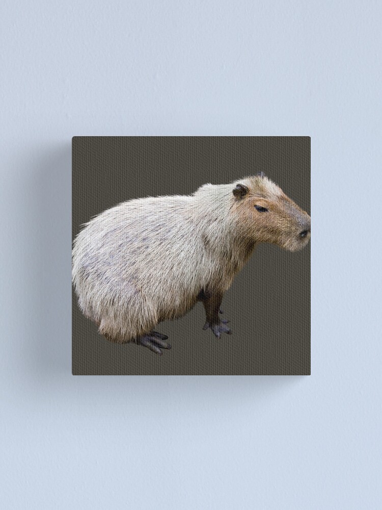 "6th Grey Sad Nostalgic Single Capybara Stickers Package. Funny ...