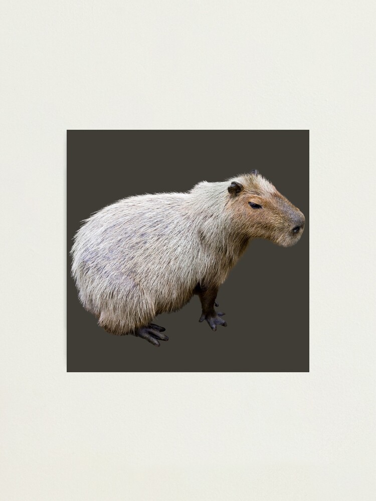 "6th Grey Sad Nostalgic Single Capybara Stickers Package. Funny ...