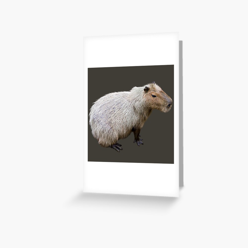 "6th Grey Sad Nostalgic Single Capybara Stickers Package. Funny ...