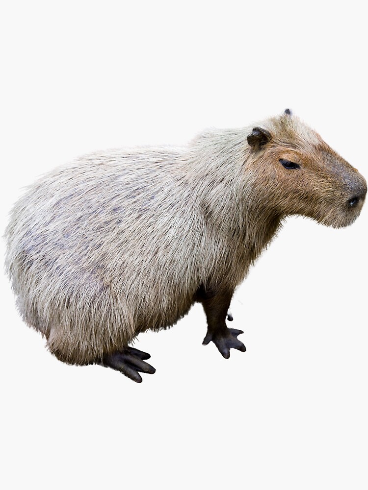 "6th Grey Sad Nostalgic Single Capybara Stickers Package. Funny ...