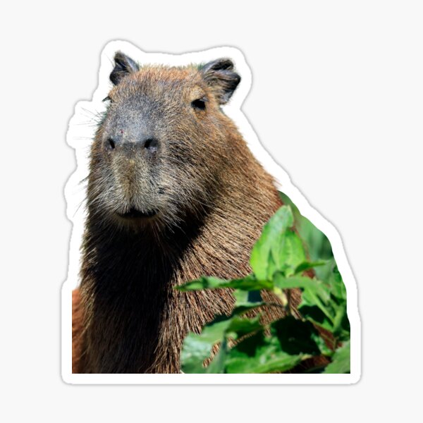 "3rd Happy And Snarky Behind Leaves Capybara Stickers Package. Funny ...