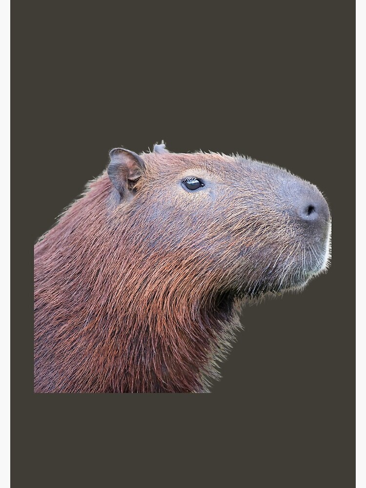 "1st Head Capybara Surprised Capybara Stickers Package. Funny Capybaras ...