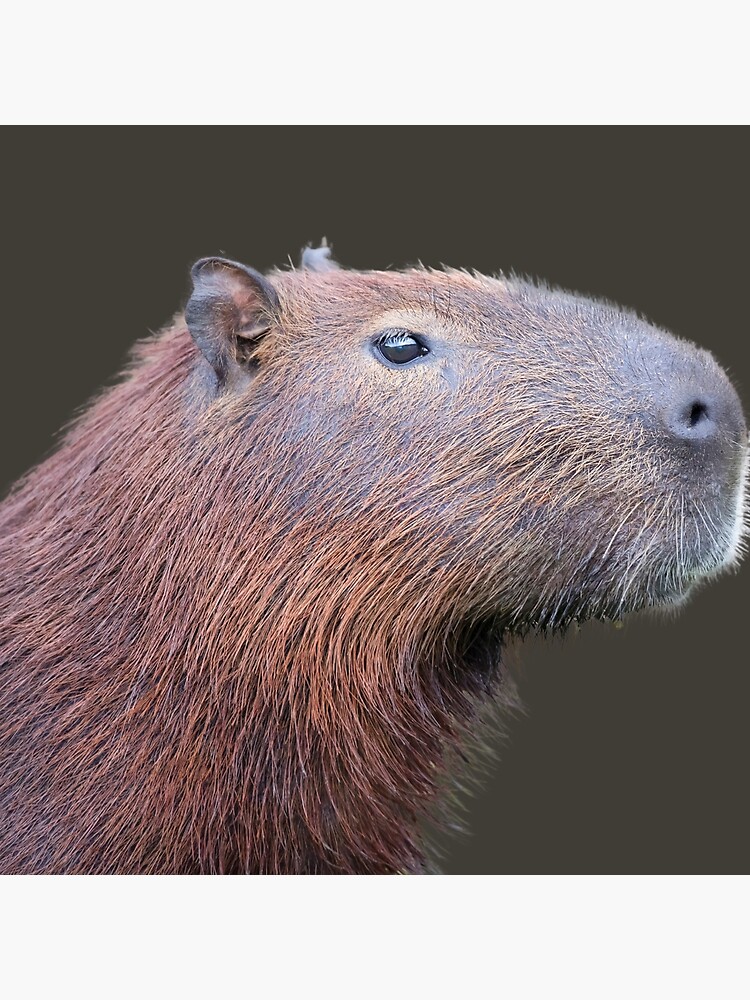 "1st Head Capybara Surprised Capybara Stickers Package. Funny Capybaras ...