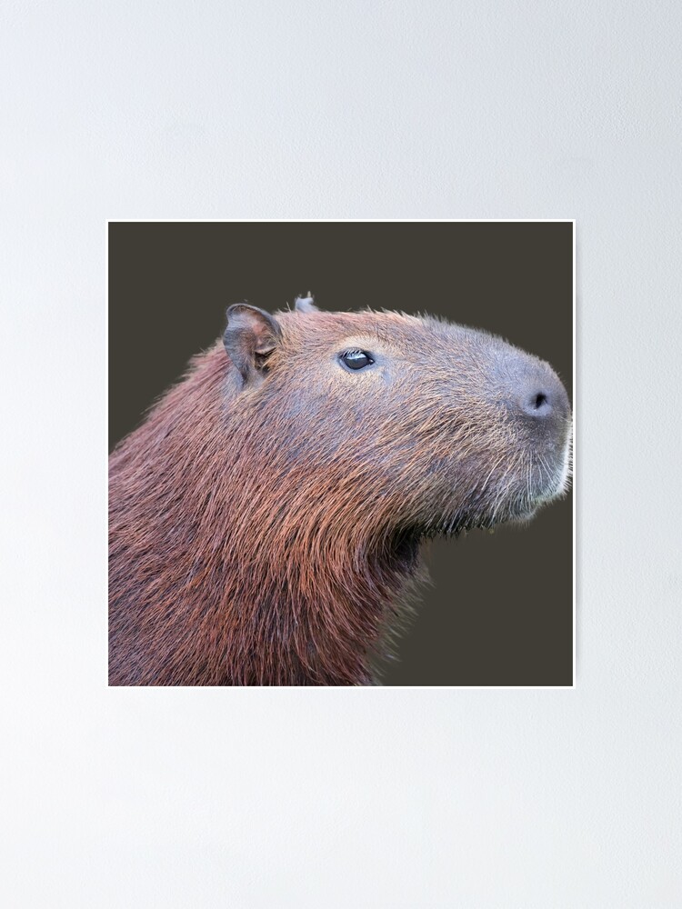 "1st Head Capybara Surprised Capybara Stickers Package. Funny Capybaras ...