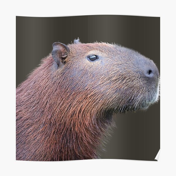 "1st Head Capybara Surprised Capybara Stickers Package. Funny Capybaras ...