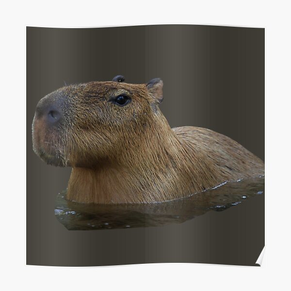 "2nd Head Only Snarky Swiming Capybara Stickers Package. Funny ...
