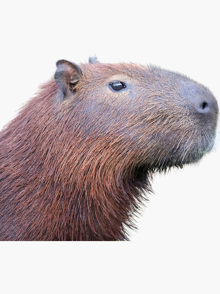 "1st Head Capybara Surprised Capybara Stickers Package. Funny Capybaras ...