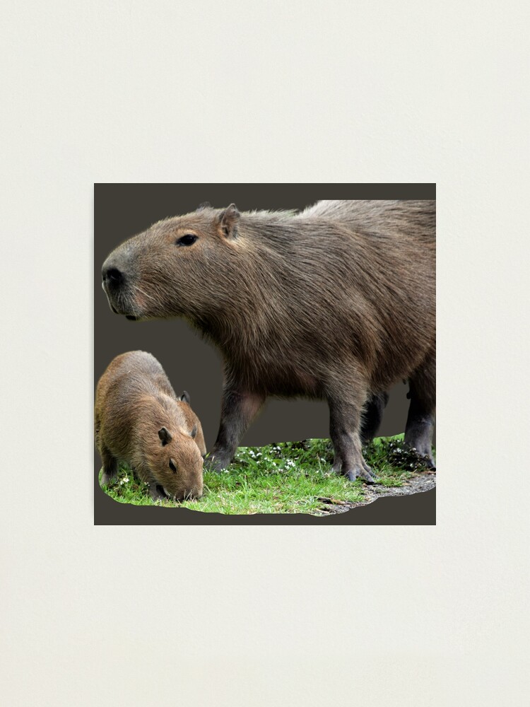"1st Little Capy With Mother Capybara Stickers Package. Funny Capybaras ...
