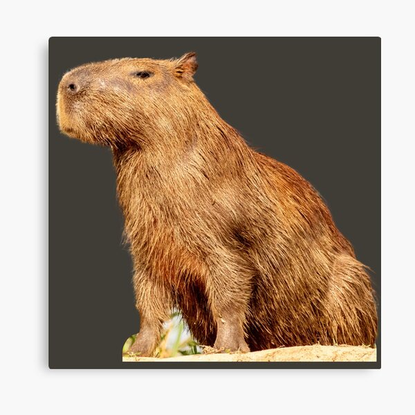 "7th Majestic Snarky Shiny Wet Single Capybara Stickers Package. Funny ...