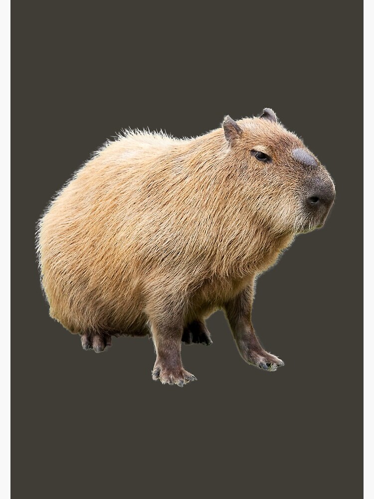 "1st Sad Or Angry Capybara Stickers Package. Funny Capybaras For Every ...
