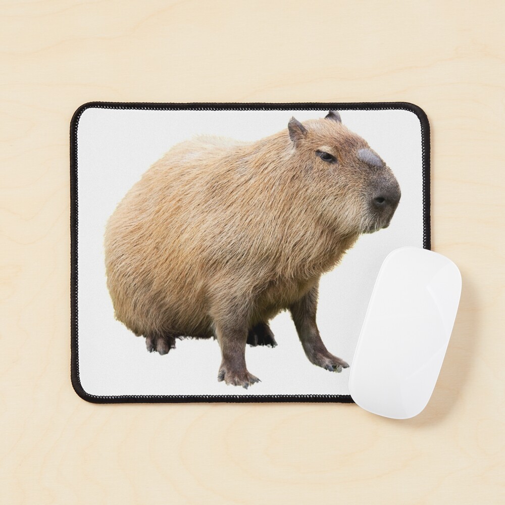 "1st Sad Or Angry Capybara Stickers Package. Funny Capybaras For Every ...