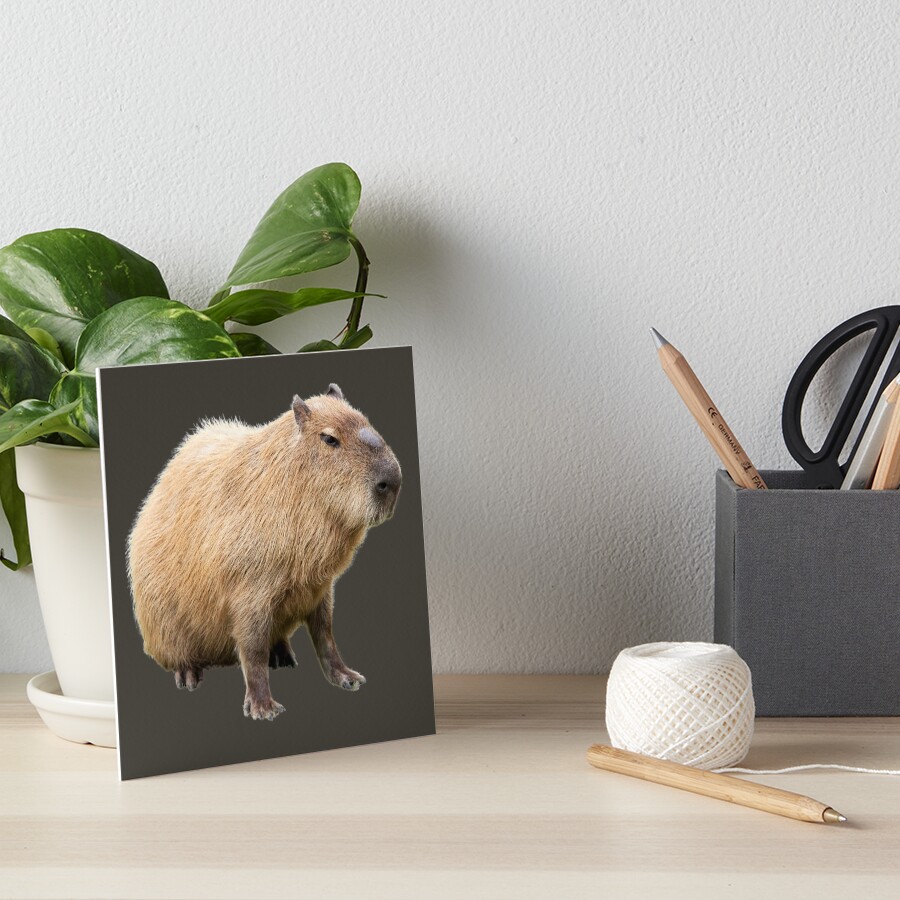 "1st Sad Or Angry Capybara Stickers Package. Funny Capybaras For Every ...