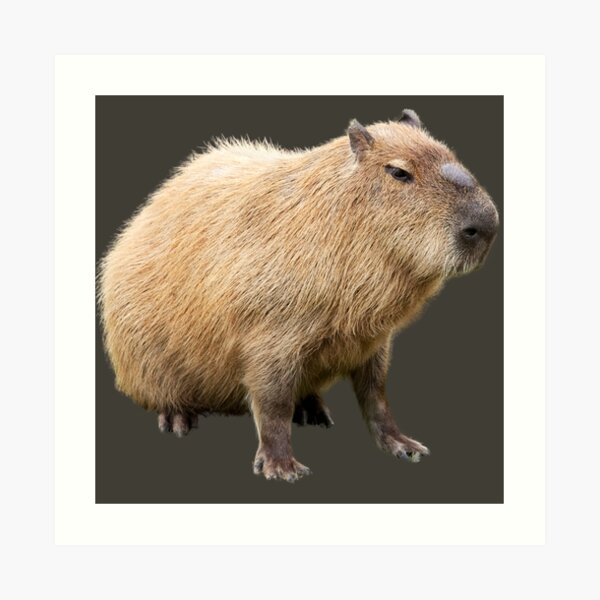 "1st Sad Or Angry Capybara Stickers Package. Funny Capybaras For Every ...