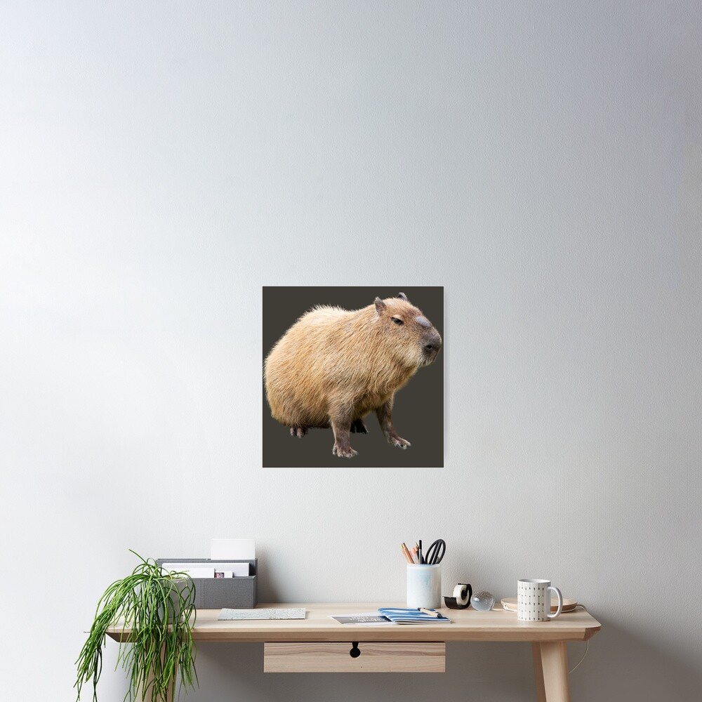"1st Sad Or Angry Capybara Stickers Package. Funny Capybaras For Every ...