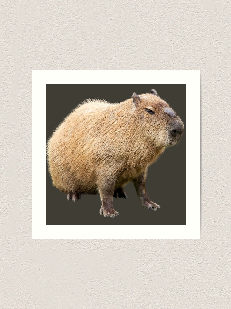 "1st Sad Or Angry Capybara Stickers Package. Funny Capybaras For Every ...