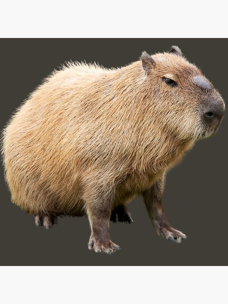 "1st Sad Or Angry Capybara Stickers Package. Funny Capybaras For Every ...