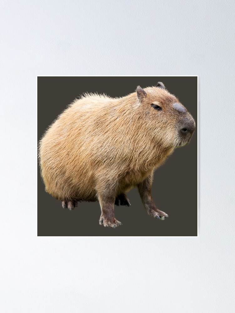 "1st Sad Or Angry Capybara Stickers Package. Funny Capybaras For Every ...