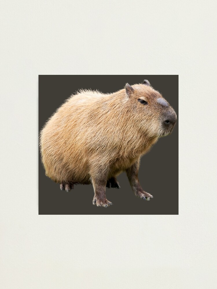 "1st Sad Or Angry Capybara Stickers Package. Funny Capybaras For Every ...