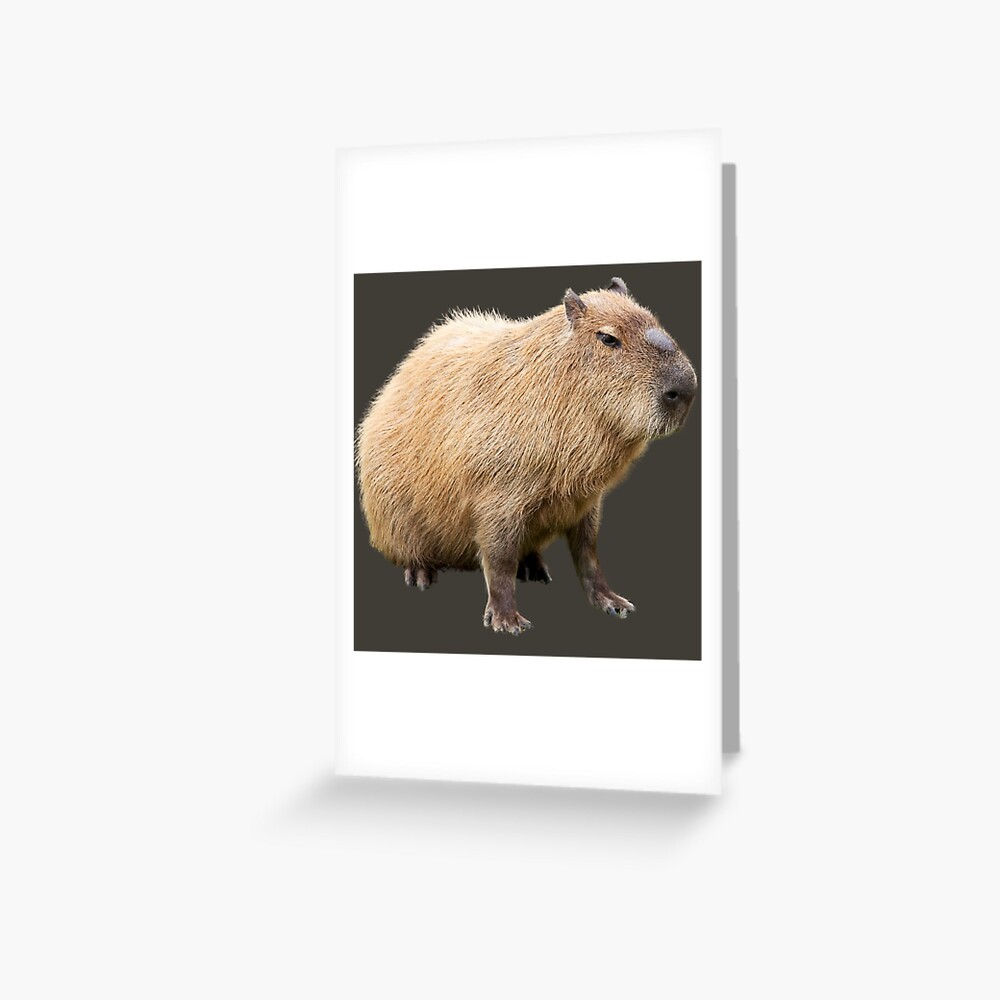 "1st Sad Or Angry Capybara Stickers Package. Funny Capybaras For Every ...