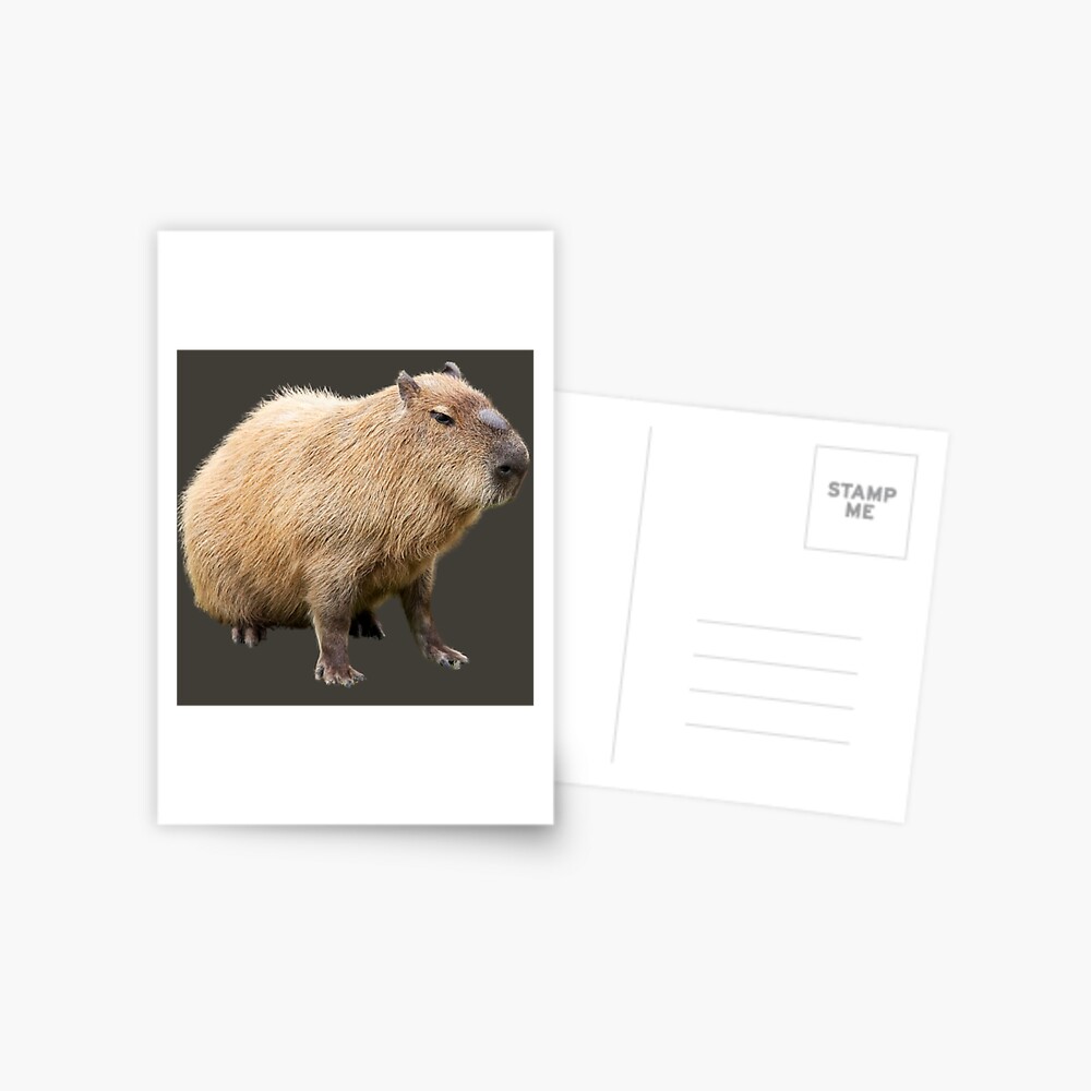 "1st Sad Or Angry Capybara Stickers Package. Funny Capybaras For Every ...